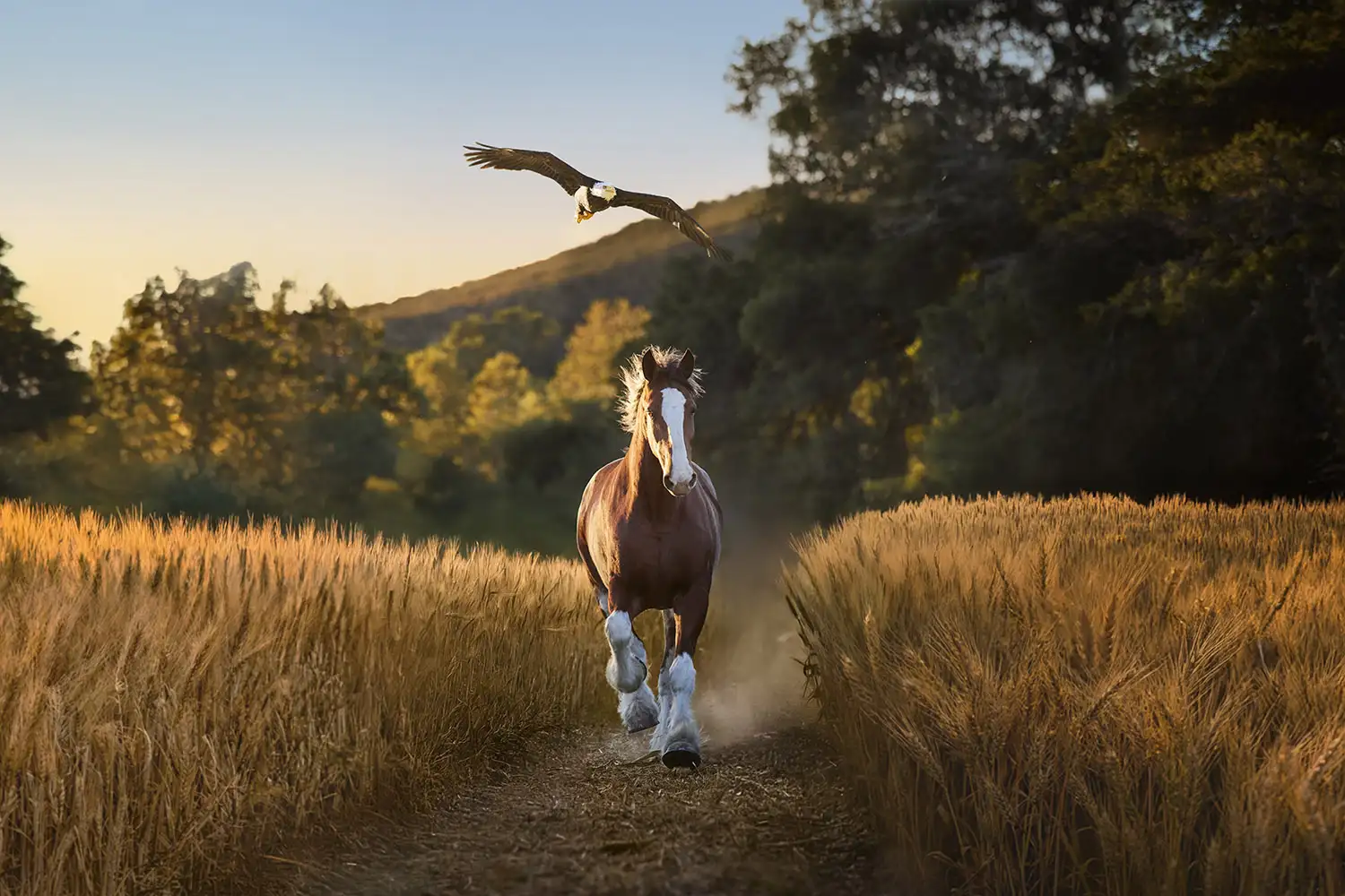 Budweiser’s 2026 Super Bowl Ad: A Heartfelt Tribute to 150 Years of Brewing